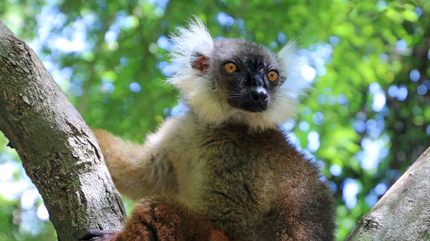 Travel: Madagascar boasts plants and animals found nowhere else on ...