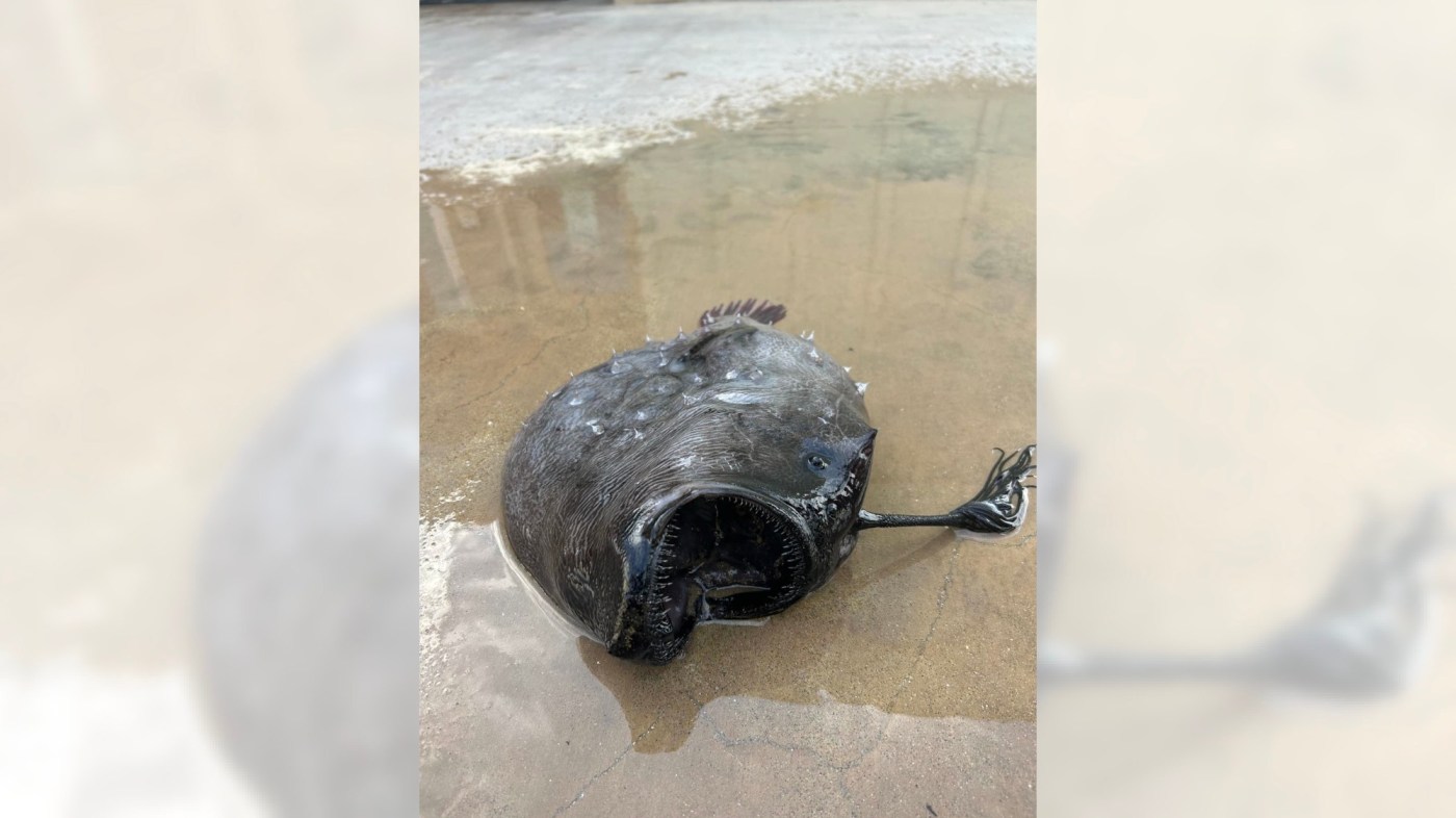 Rare monster-looking fish with sharp teeth washes up at OC’s Crystal ...