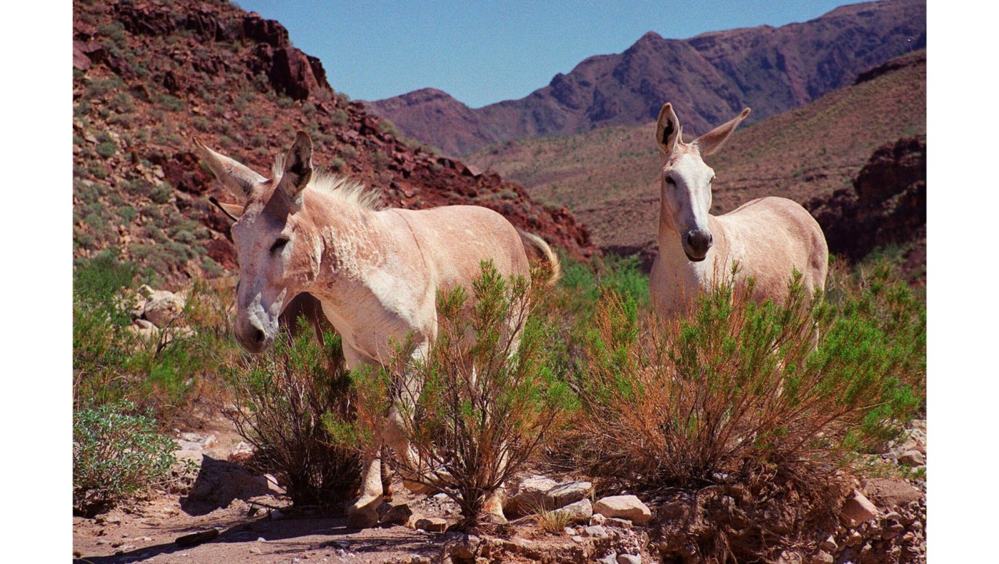 Yorba Linda man, codefendant admit to killing protected wild burros in ...