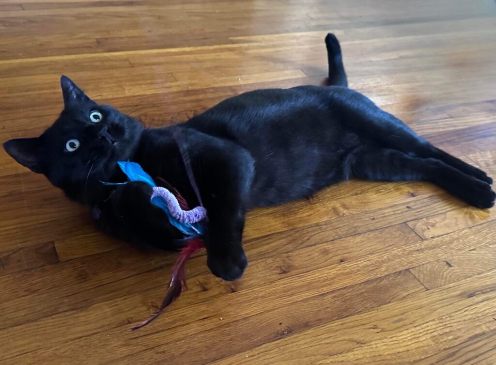 Toothless the cat can see straight into your heart - HaaS Unlimited